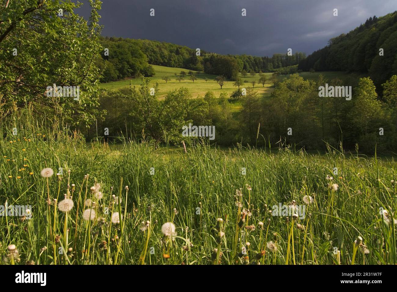 Gloomy sky with trees hi-res stock photography and images - Alamy