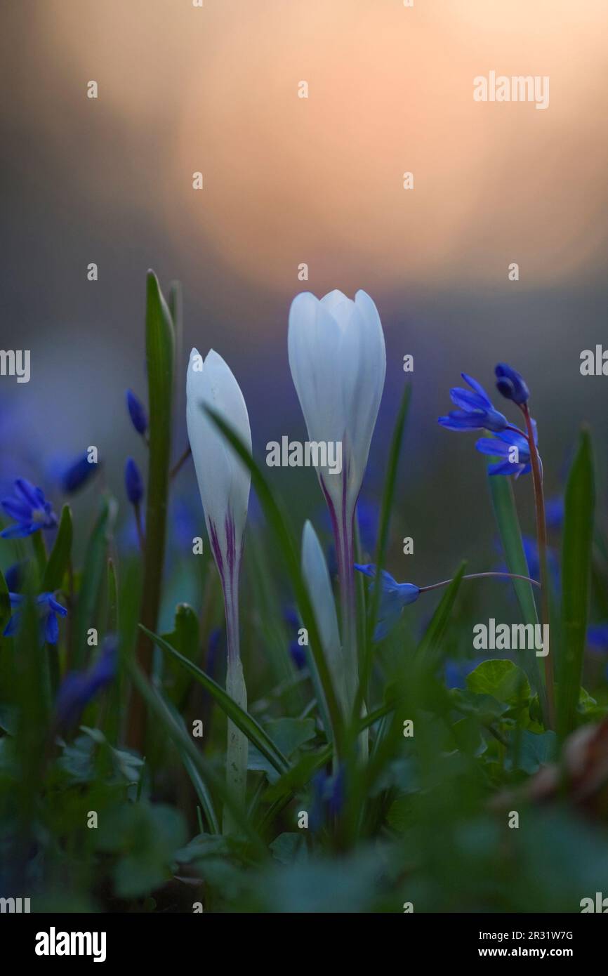 Early bloomers hi-res stock photography and images - Alamy