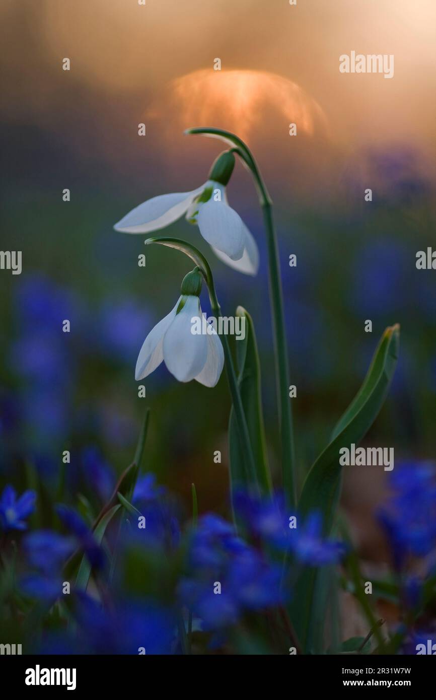 Early bloomers hi-res stock photography and images - Alamy