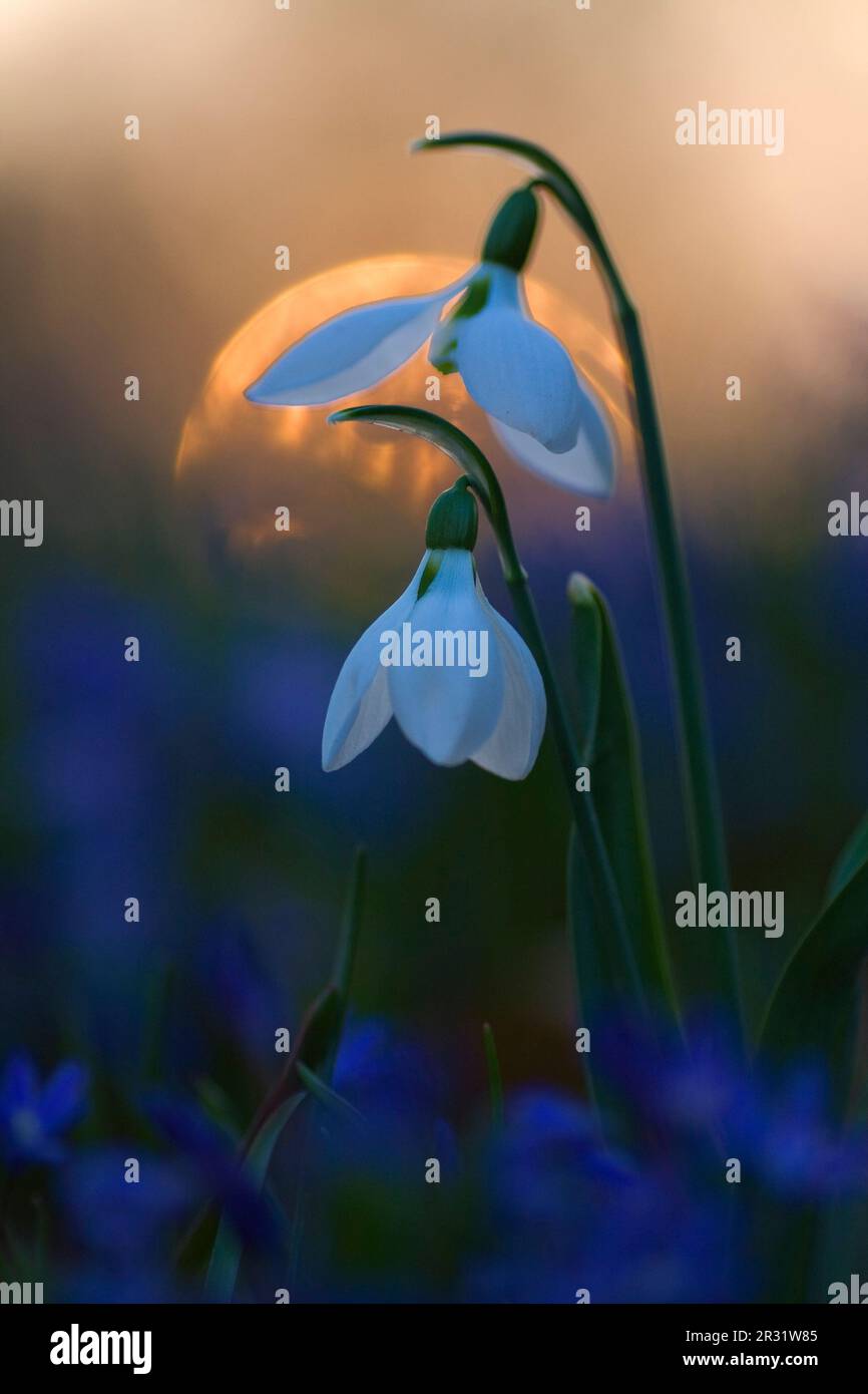 Spring colours flowers sunset hi-res stock photography and images - Alamy