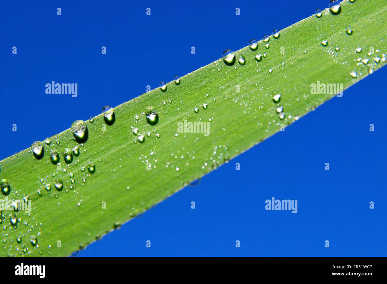 Dew water drop grass blade Stock Photo - Alamy