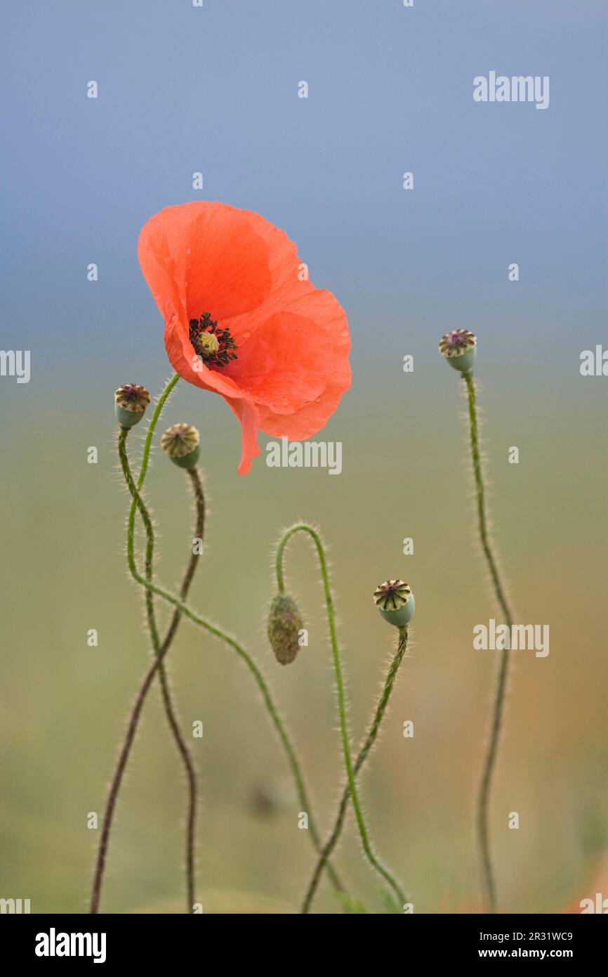 Withered red poppy hi-res stock photography and images - Alamy