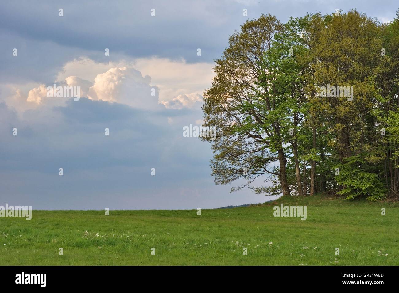 Buchheller valley, oak drive Stock Photo - Alamy