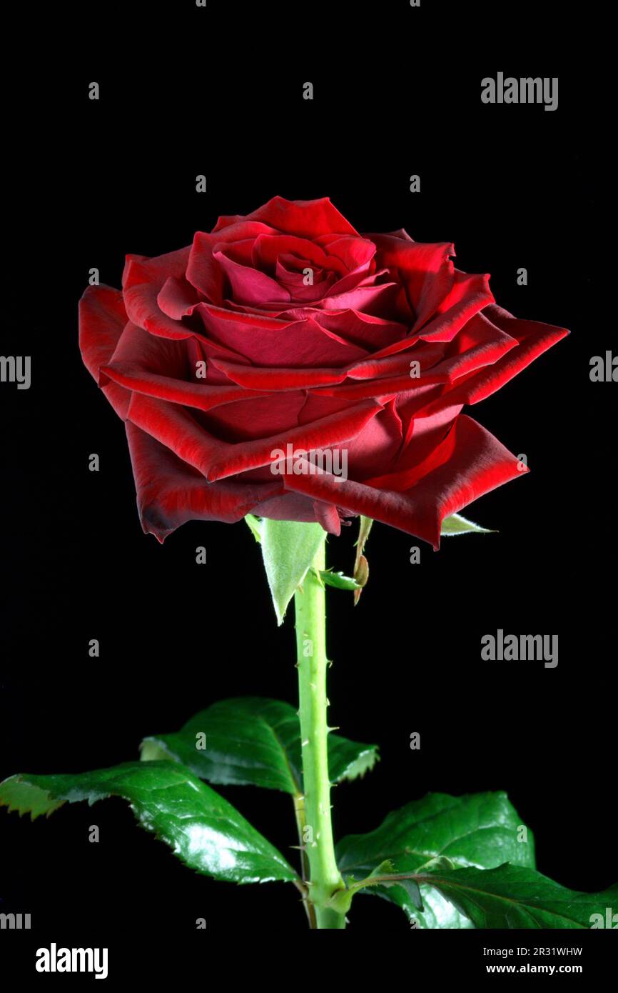 Red petal interior hi-res stock photography and images - Alamy