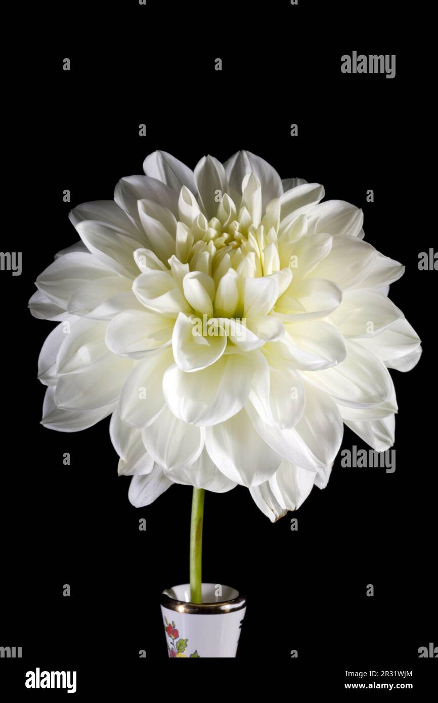 Georgine hi-res stock photography and images - Alamy