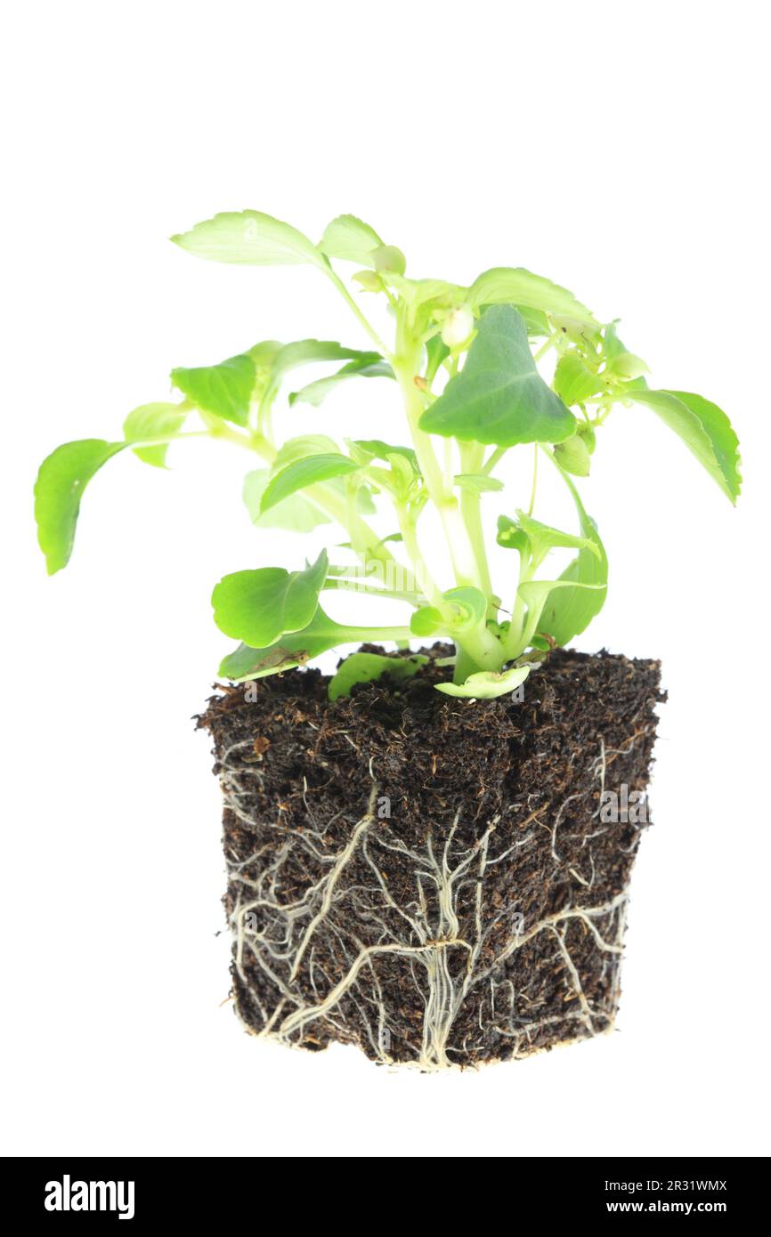 Baby plant new life Cut Out Stock Images & Pictures - Alamy