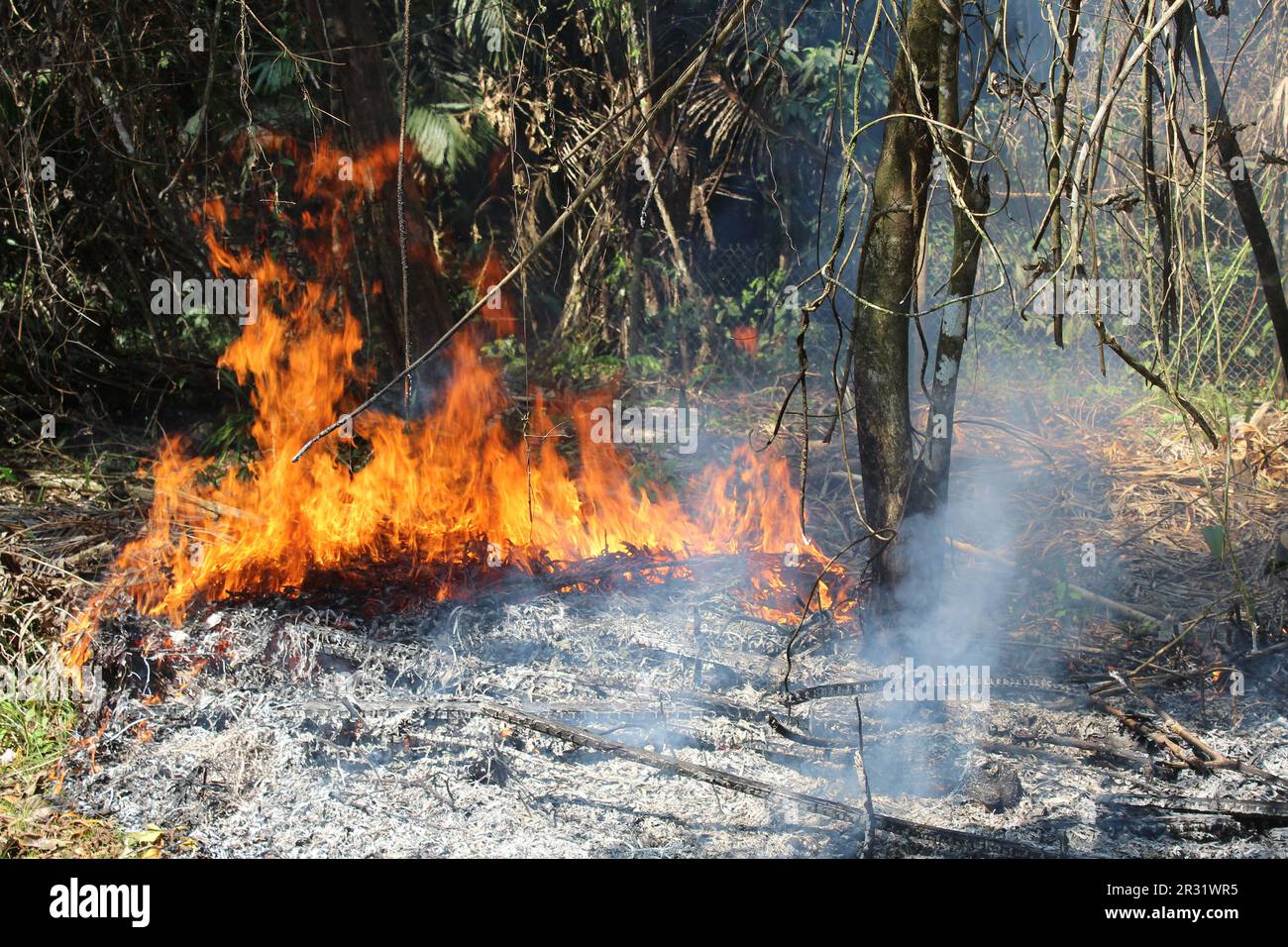 slash and burn agriculture also known as Milpa Farming where the jungle ...