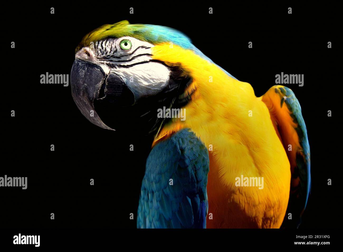Close up macaw bird in hi-res stock photography and images - Alamy