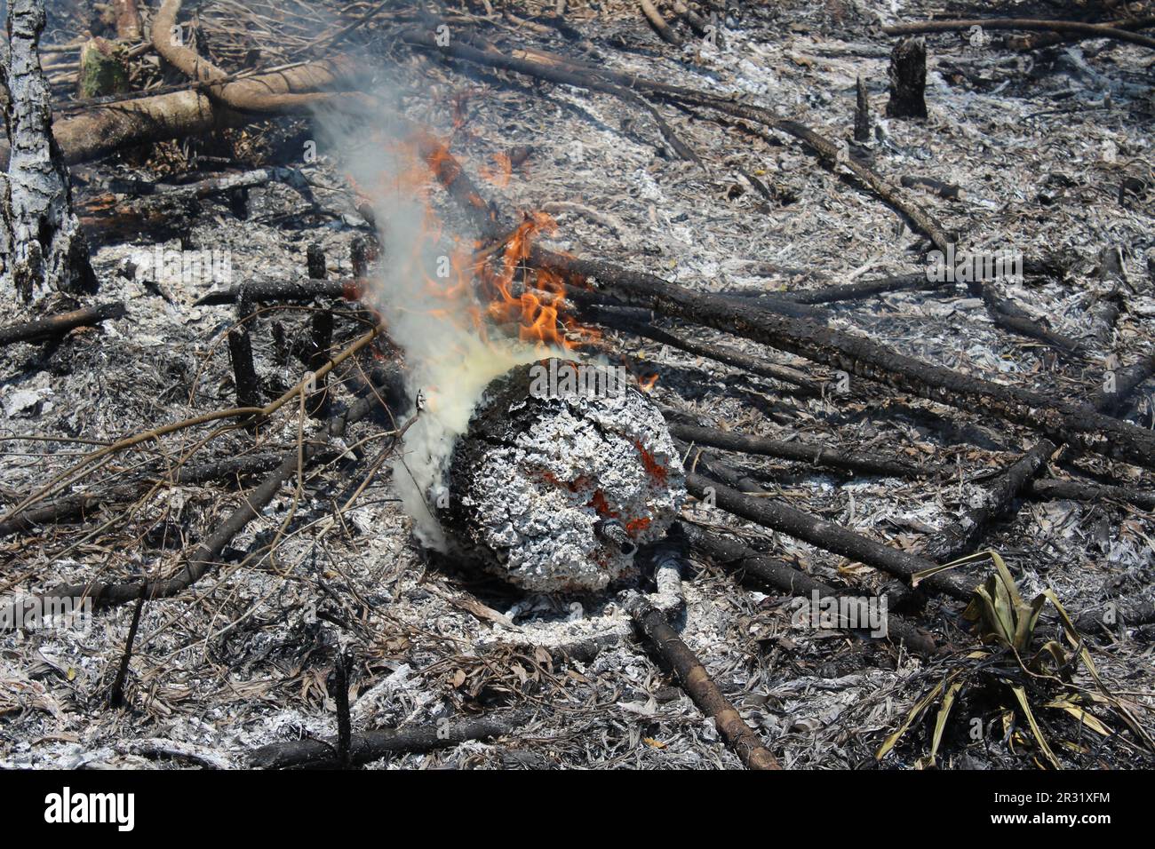 slash and burn agriculture also known as Milpa Farming where the jungle ...