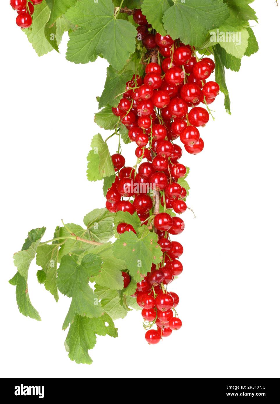 Rote johannisbeeren hi-res stock photography and images - Alamy
