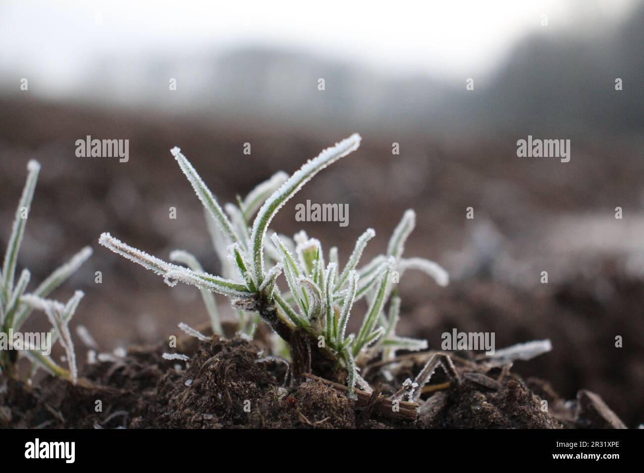 Frost isolated hi-res stock photography and images - Alamy