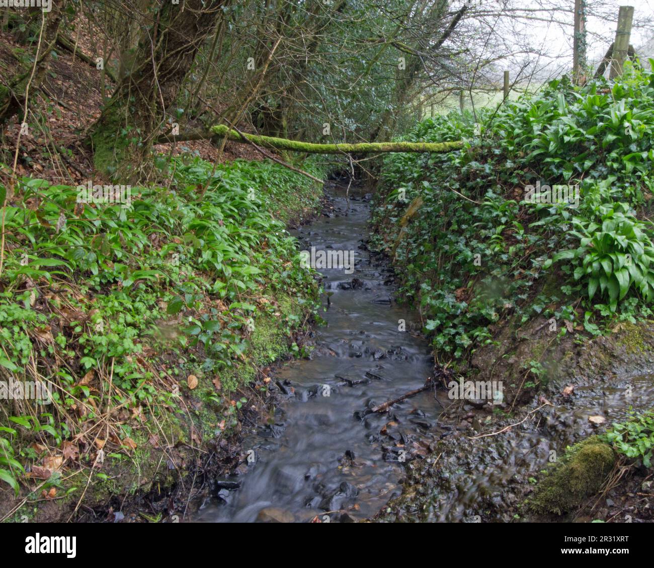 Small trees for texture hi-res stock photography and images - Alamy