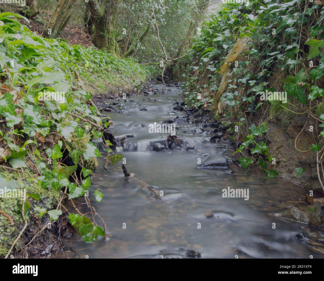Small trees for texture hi-res stock photography and images - Alamy