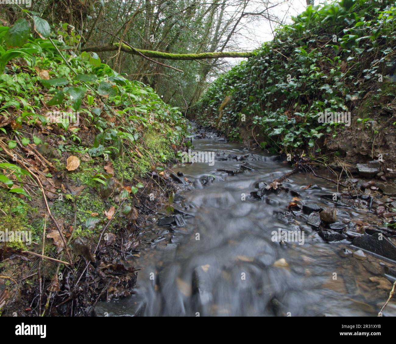 Small trees for texture hi-res stock photography and images - Alamy