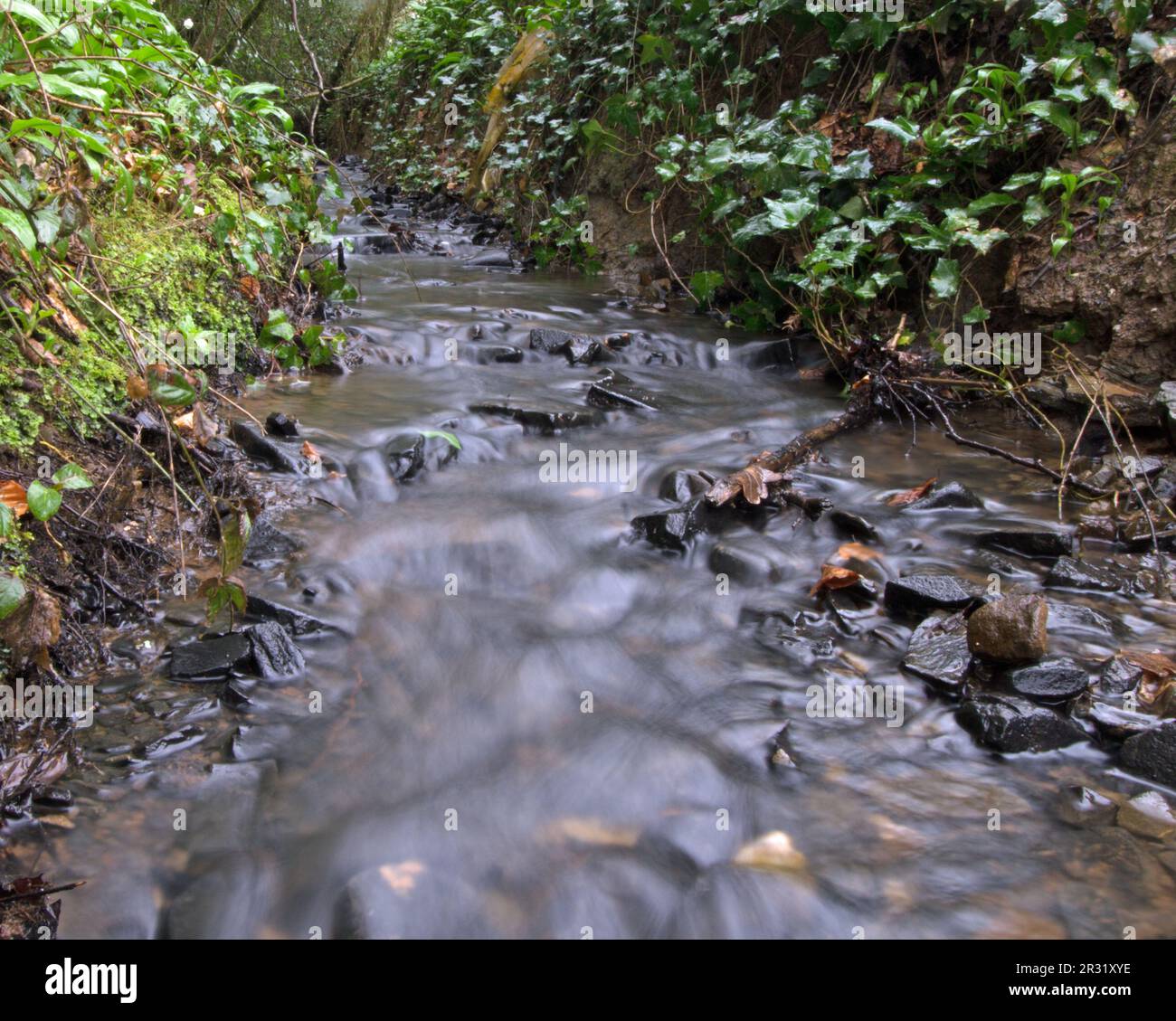 Stream between jungle hi-res stock photography and images - Alamy