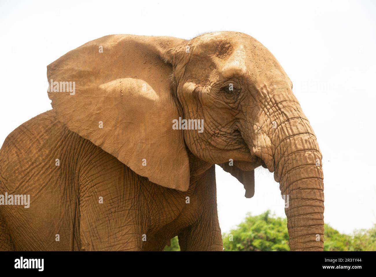 Elephant in motion hi-res stock photography and images - Alamy