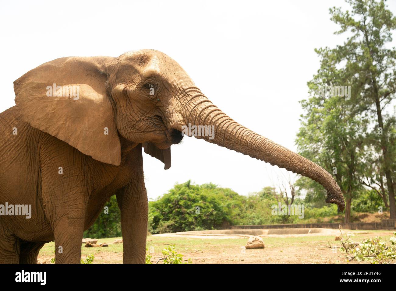 100 years old elephant enjoy in Wildlife Park, Jos, Nigeria Stock Photo ...
