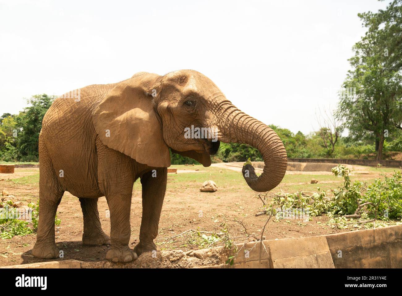 100 years old elephant enjoy in Wildlife Park, Jos, Nigeria Stock Photo ...