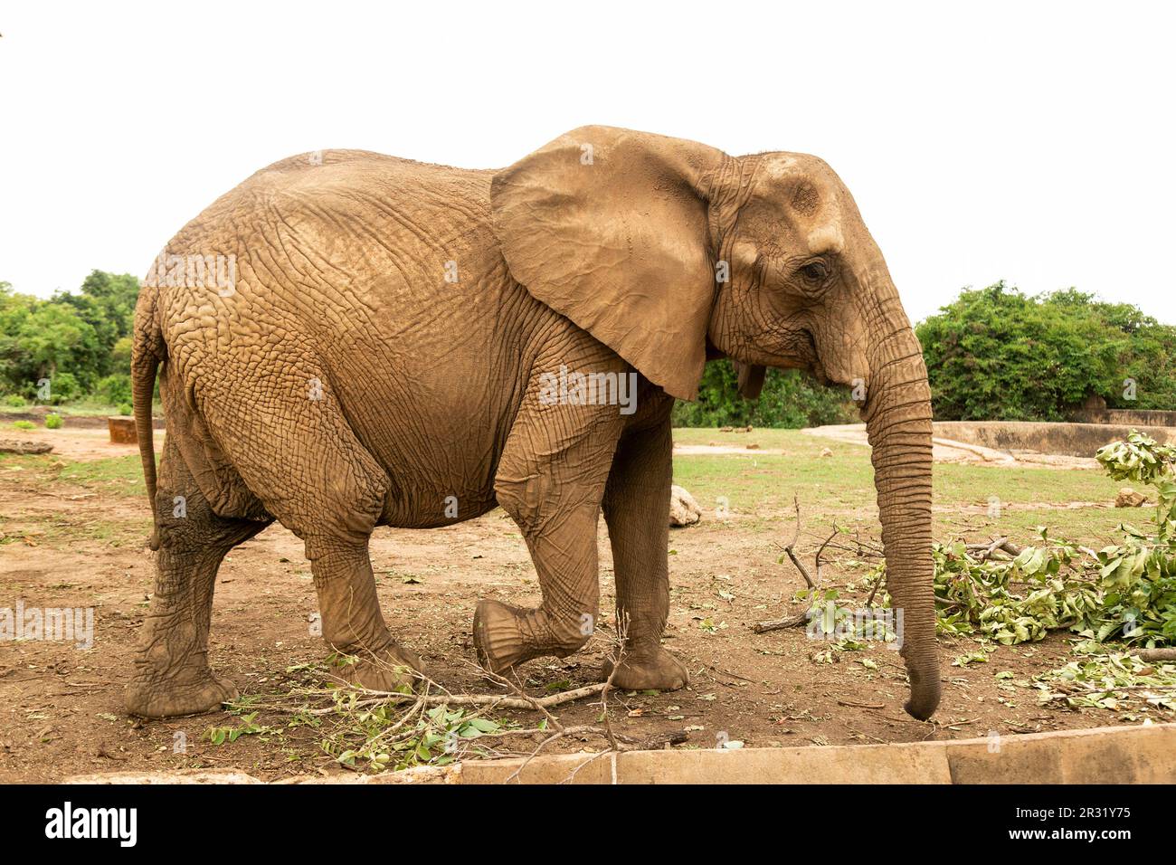 100 years old elephant enjoy in Wildlife Park, Jos, Nigeria Stock Photo ...