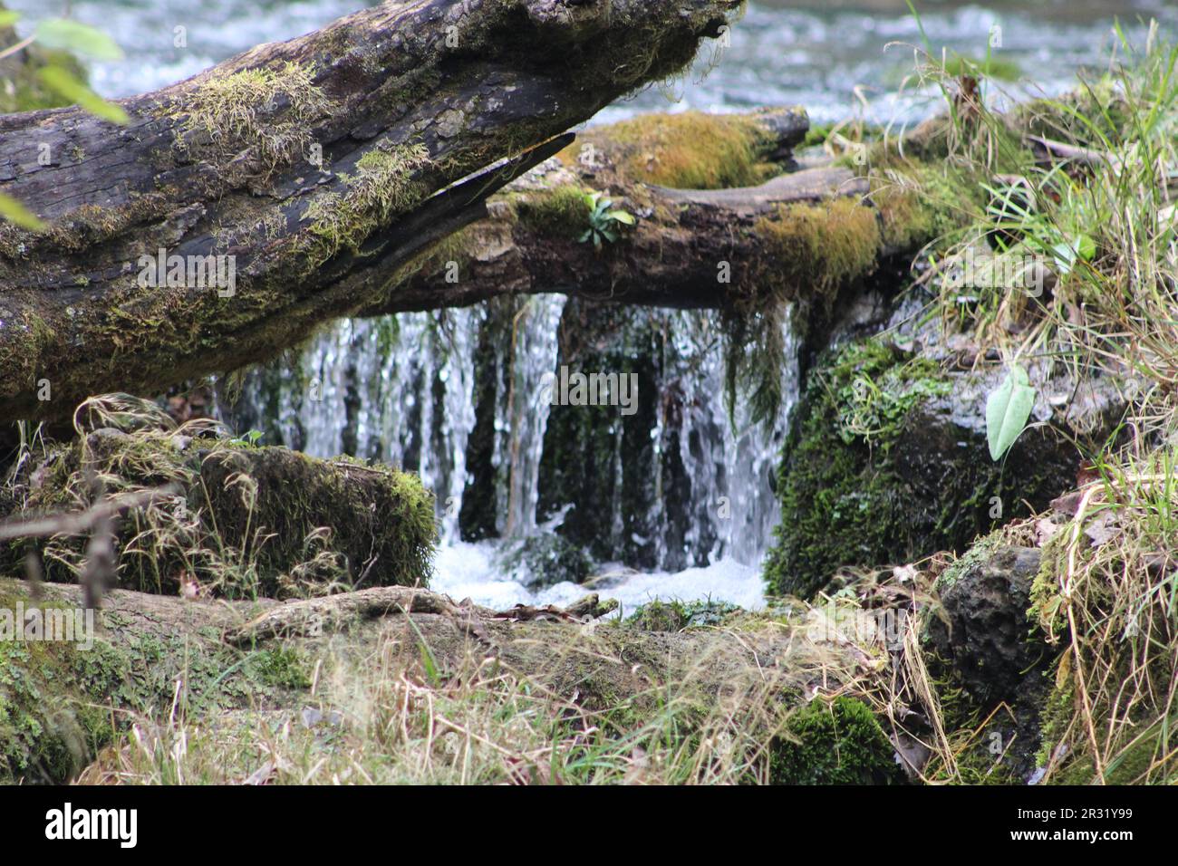 spring water falling over old trees Ozark National Scenic Riverways ...