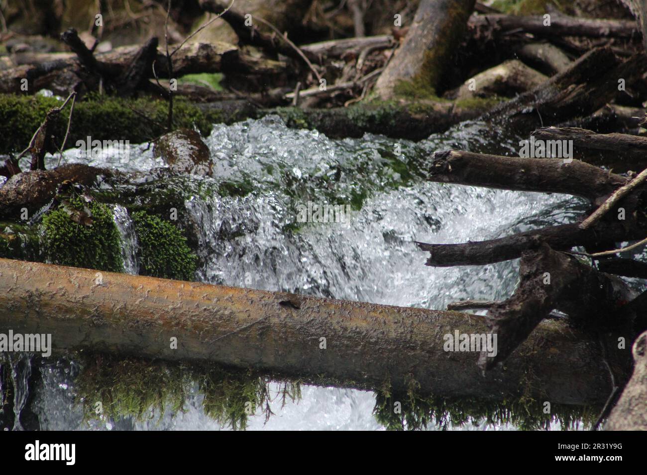 spring water falling over old trees Ozark National Scenic Riverways ...