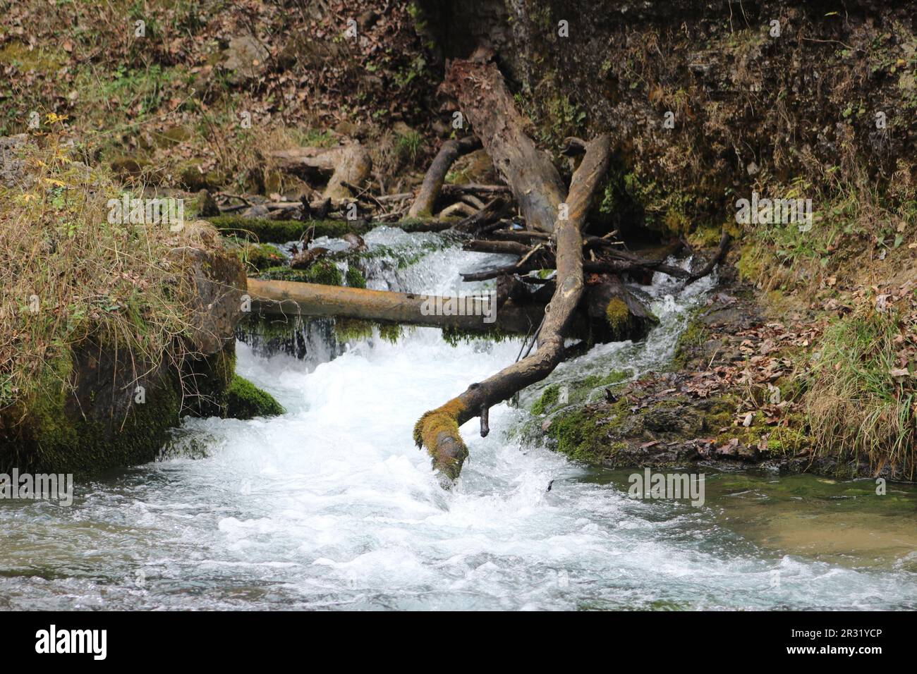 spring water falling over old trees Ozark National Scenic Riverways ...