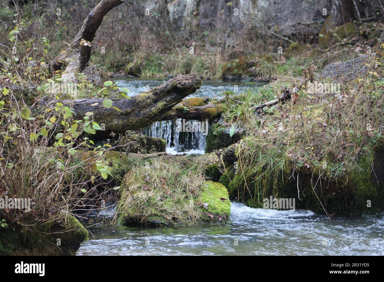spring water falling over old trees Ozark National Scenic Riverways ...