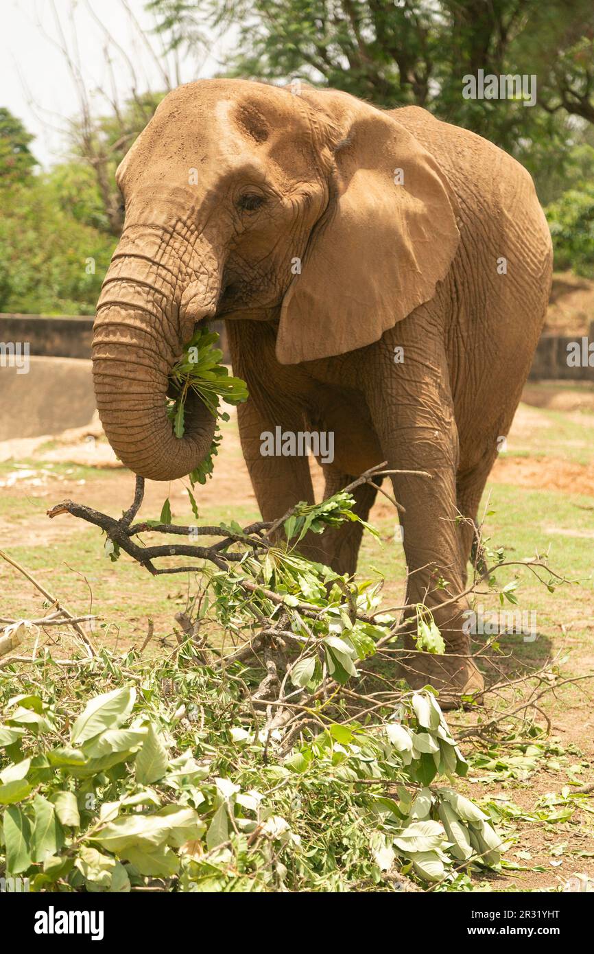 100 years old elephant enjoy in Wildlife Park, Jos, Nigeria Stock Photo ...