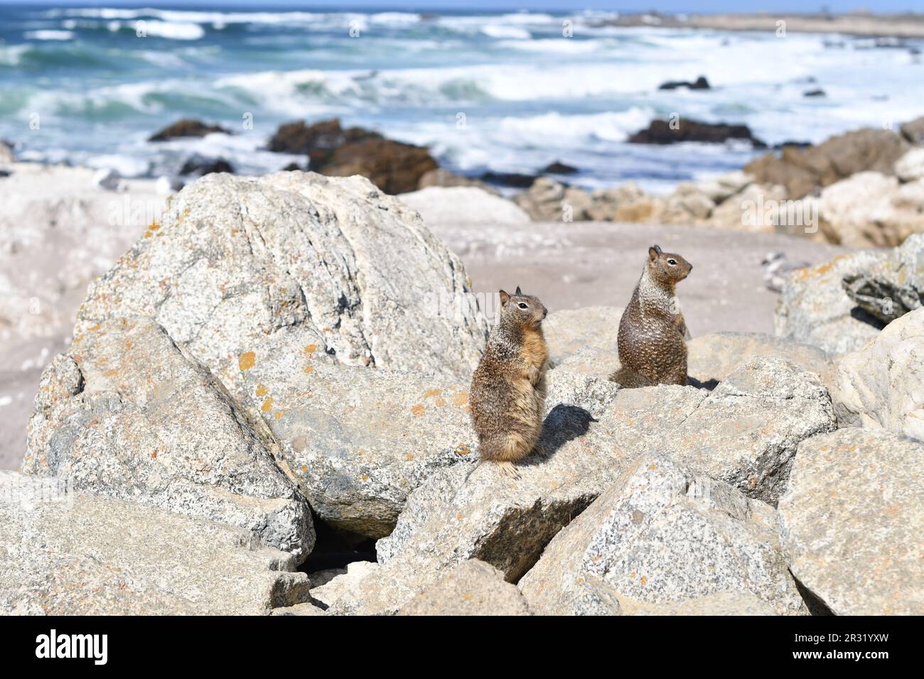 California ground squirrels hi-res stock photography and images - Alamy