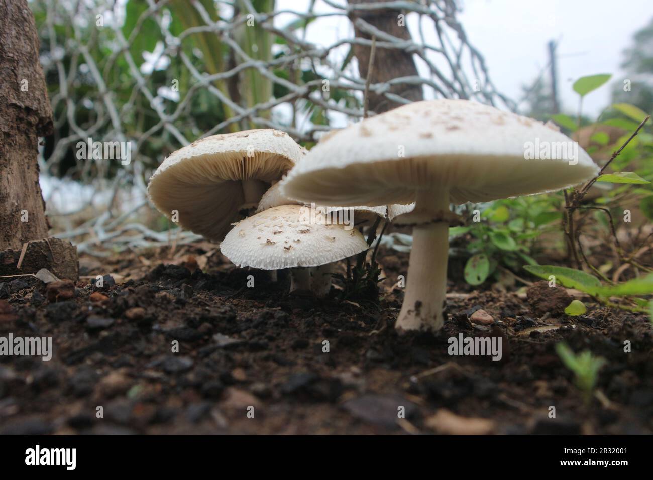 A close-up of an edible penny bun mushroom growing in a forest on the ...