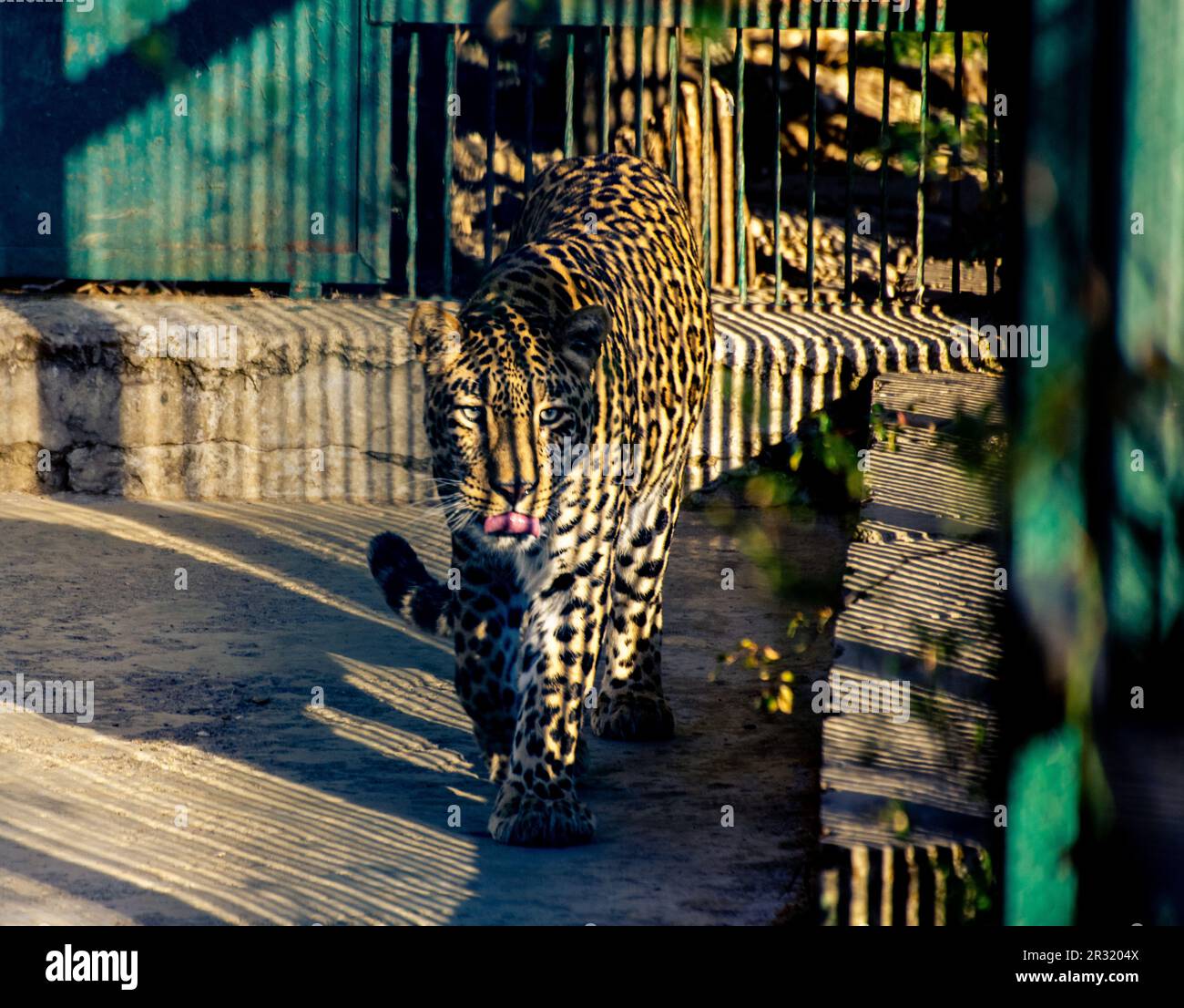 Leopard in cage hi-res stock photography and images - Alamy