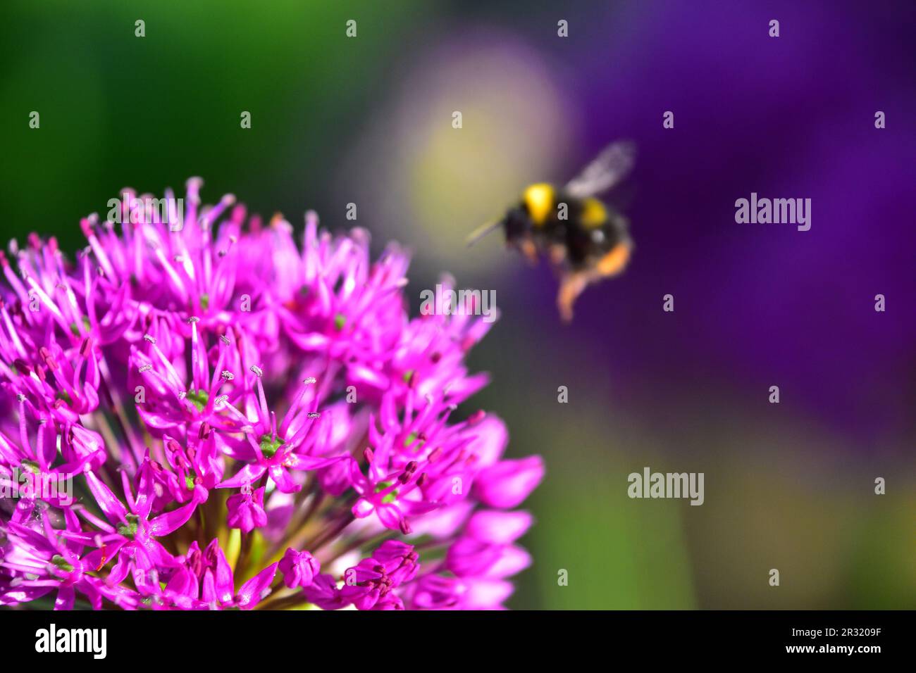 Allium Flower, Bumble Bee Stock Photo - Alamy