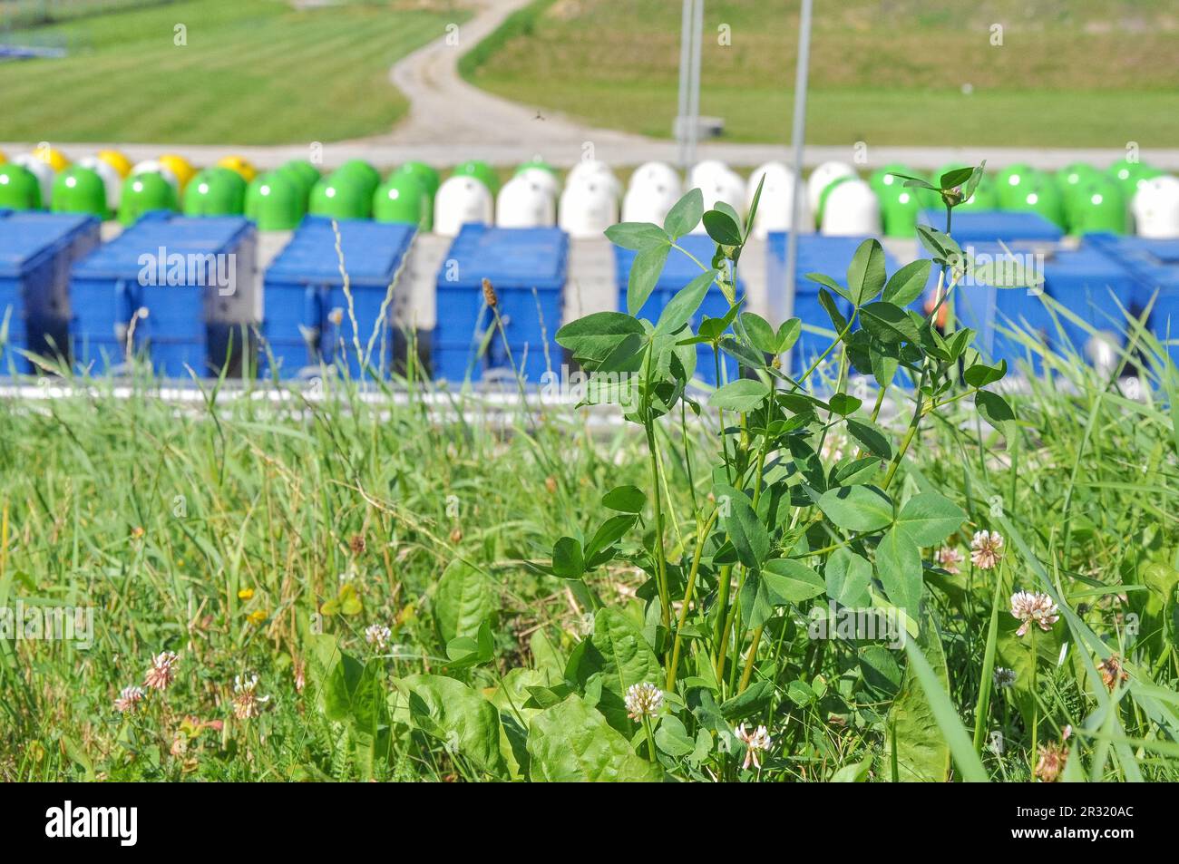 Nature against trash, flowers in the foreground in a waste recycling ...