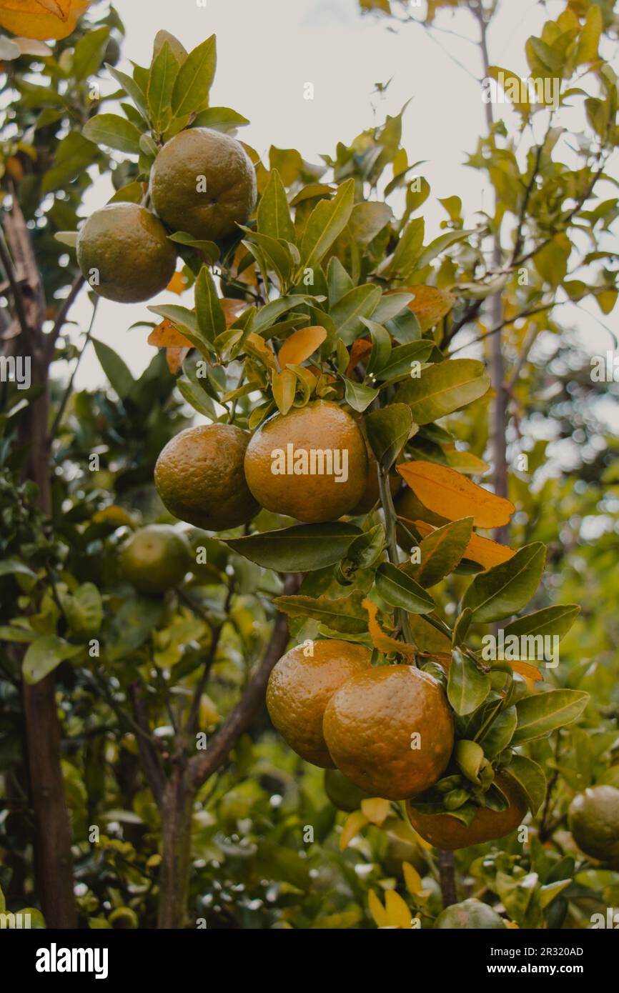 oranges on the tree Stock Photo - Alamy