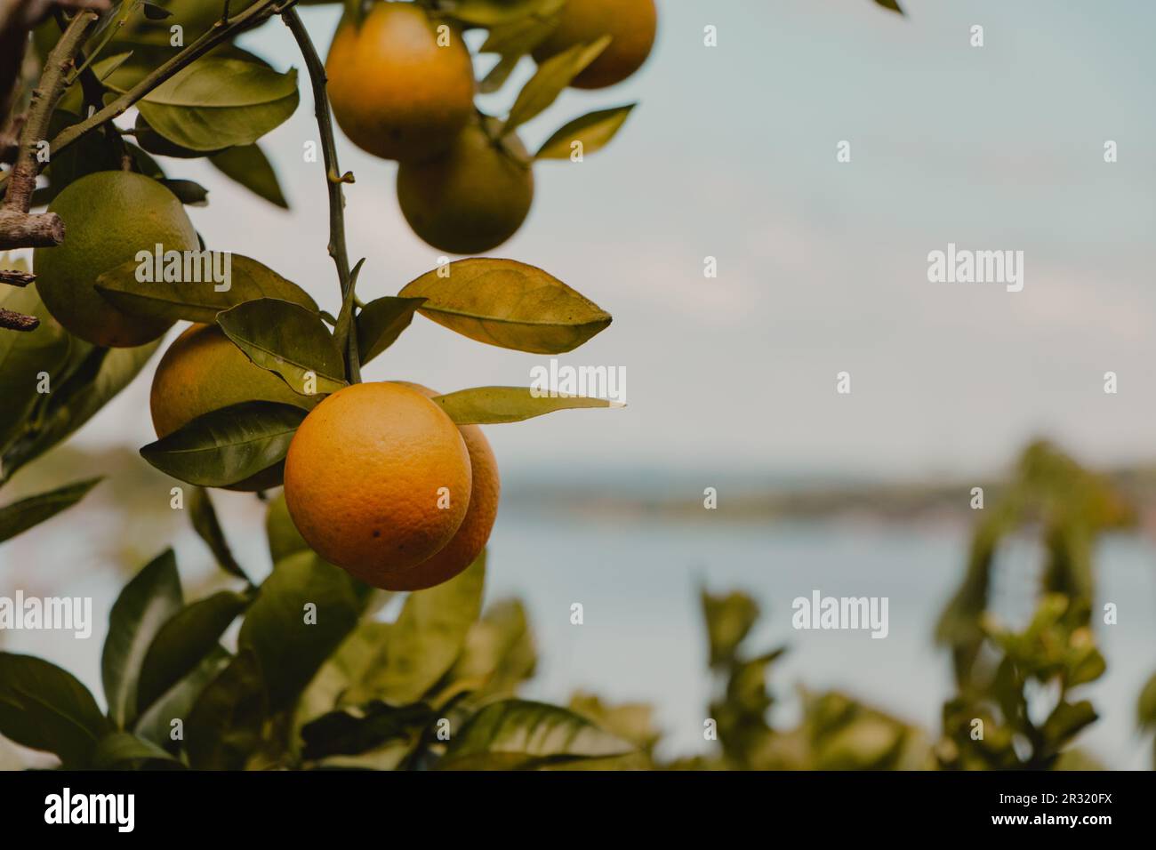 Orange fruit farm hi-res stock photography and images - Alamy