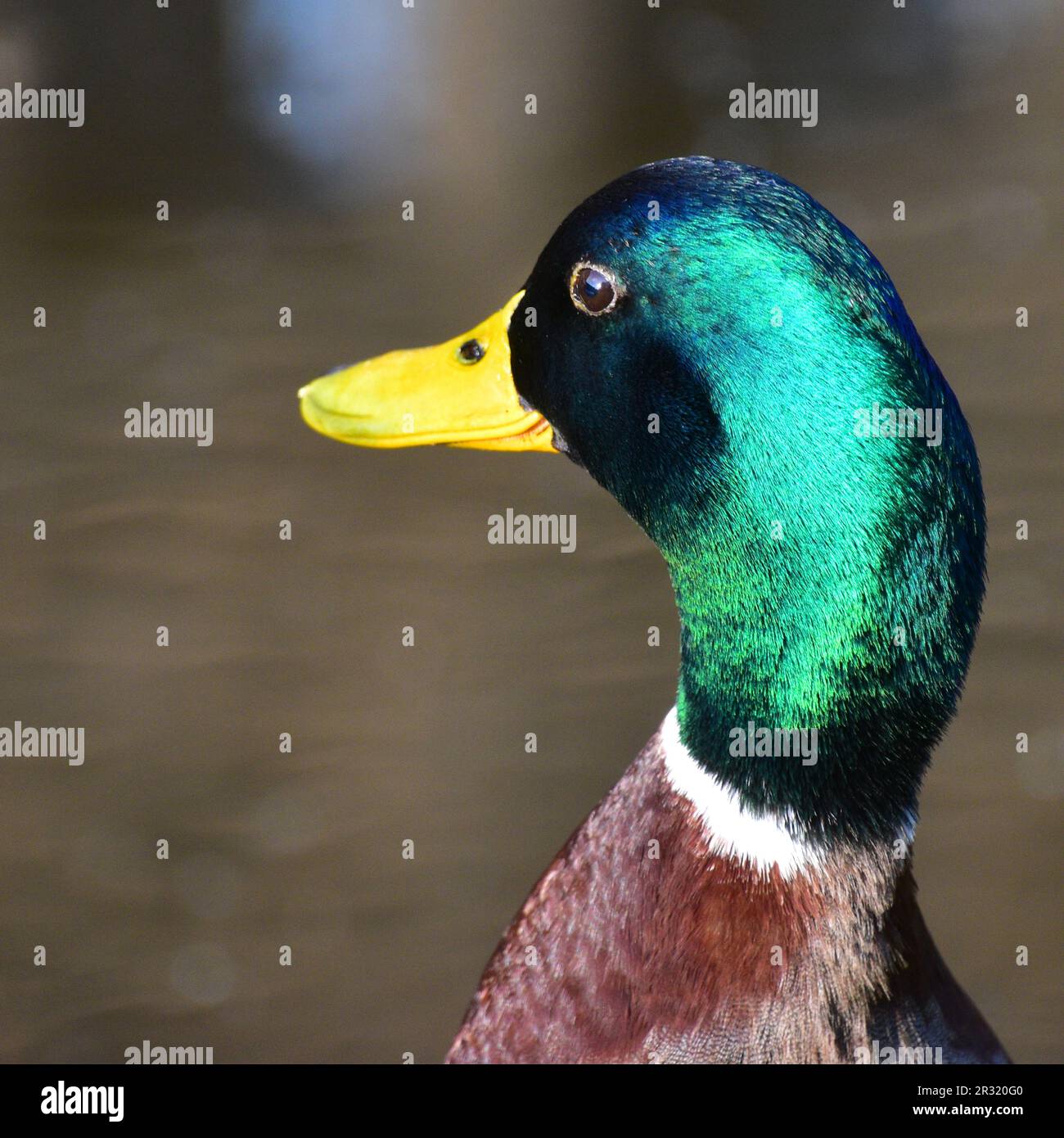 Mallard Duck, Male Stock Photo - Alamy