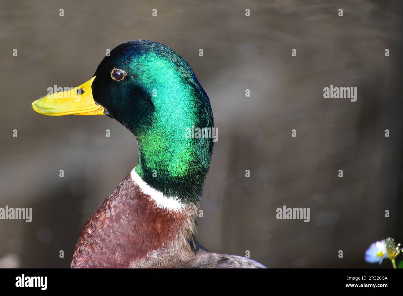 Mallard Duck, Male Stock Photo - Alamy