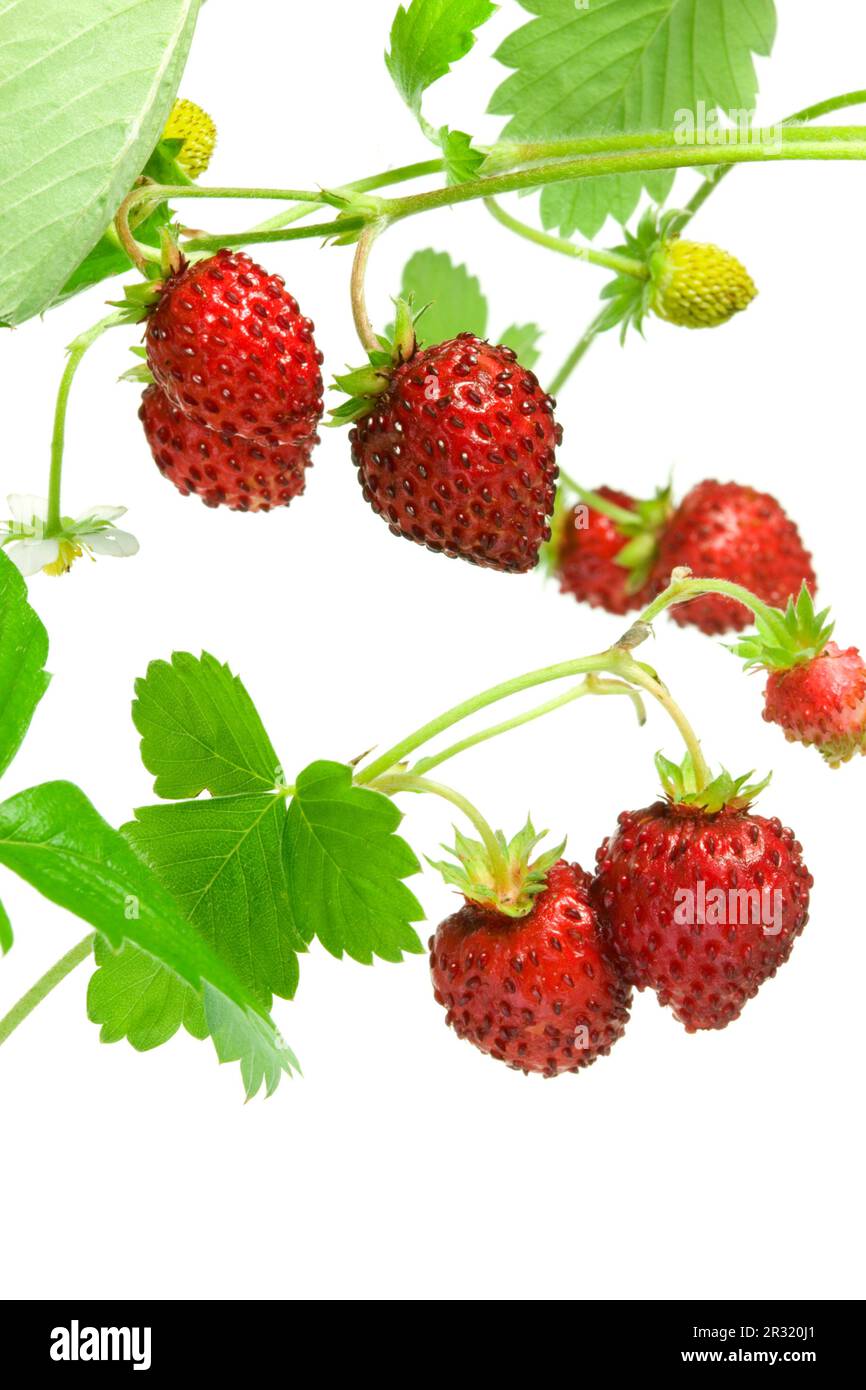 Red strawberry blossom hi-res stock photography and images - Alamy