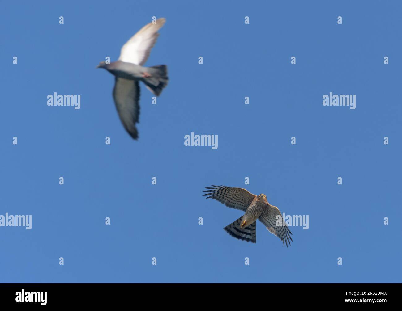 Fast Male Eurasian sparrowhawk (accipiter nisus) chasing pigeon in ...