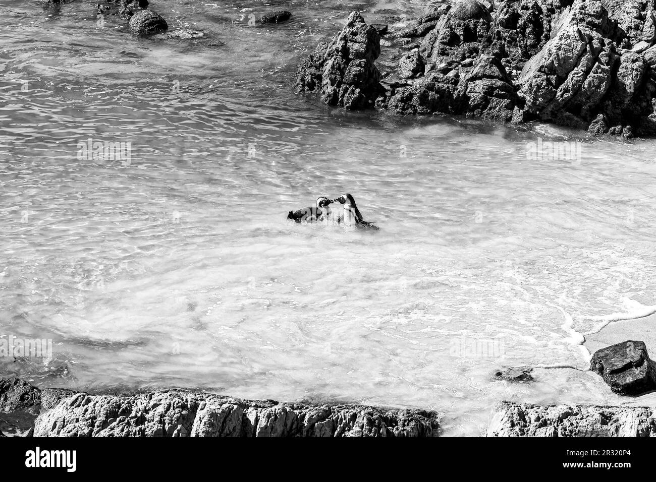Two African Penguins interacting at Stony Point Nature Reserve in ...