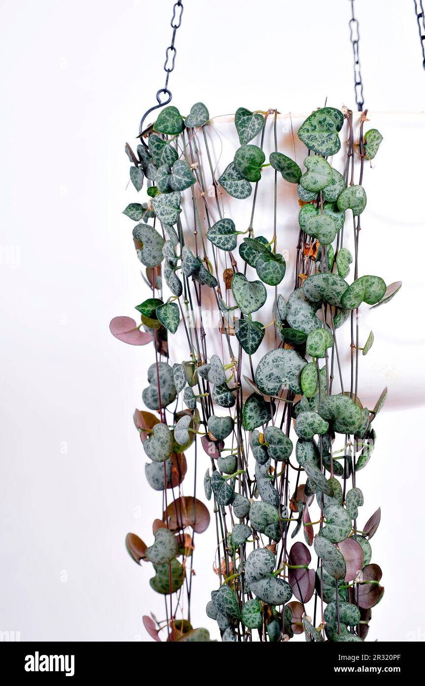 Candlestick plant hi-res stock photography and images - Alamy