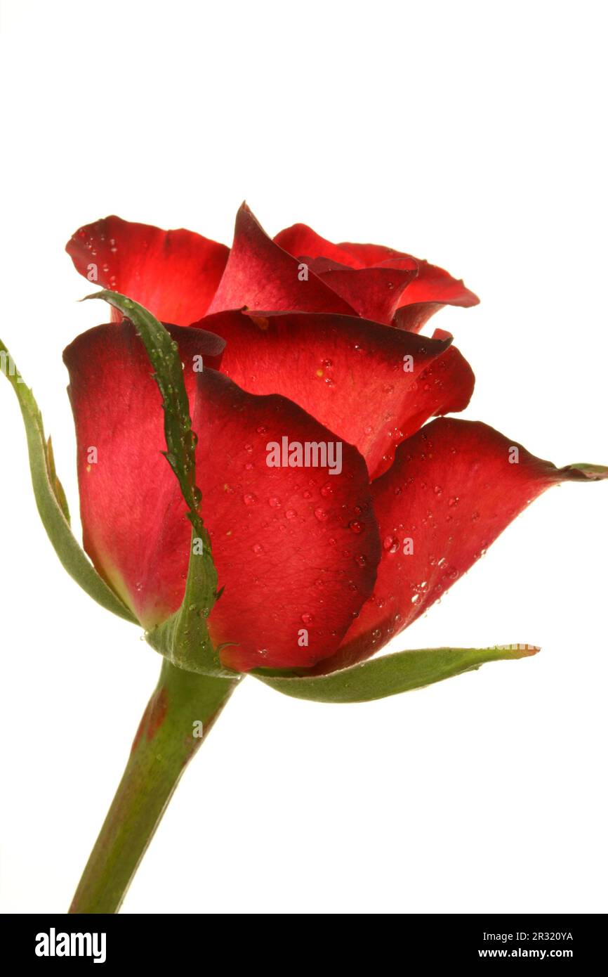 Red rose with leaf Cut Out Stock Images & Pictures - Alamy