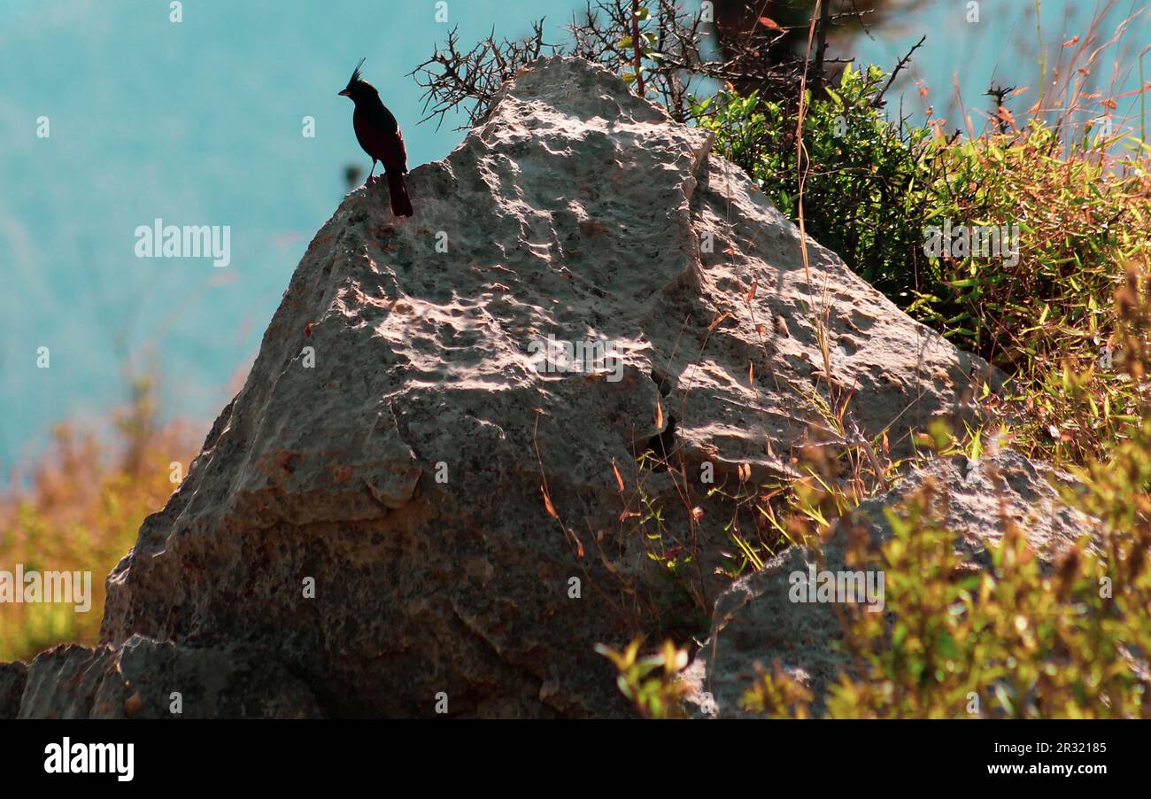 bird sitting on mountain rock Stock Photo - Alamy