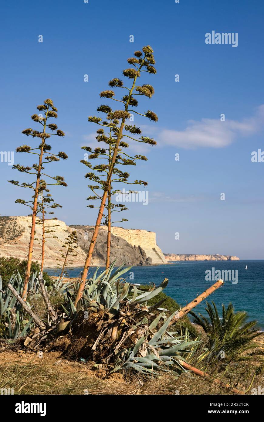 Coastal section in Luz Stock Photo - Alamy
