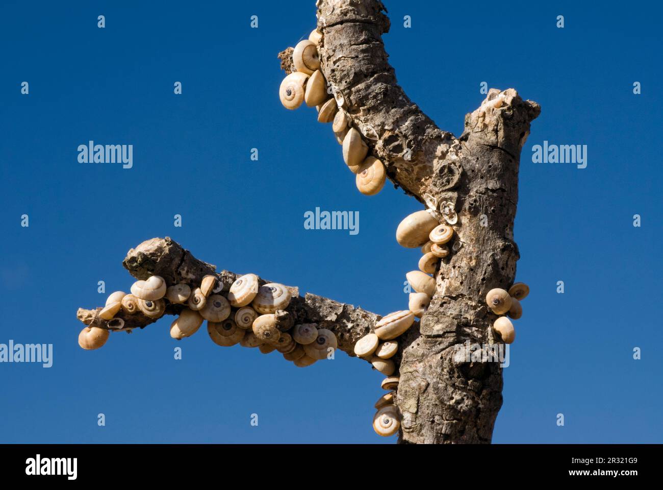 Snails on a tree hi-res stock photography and images - Alamy