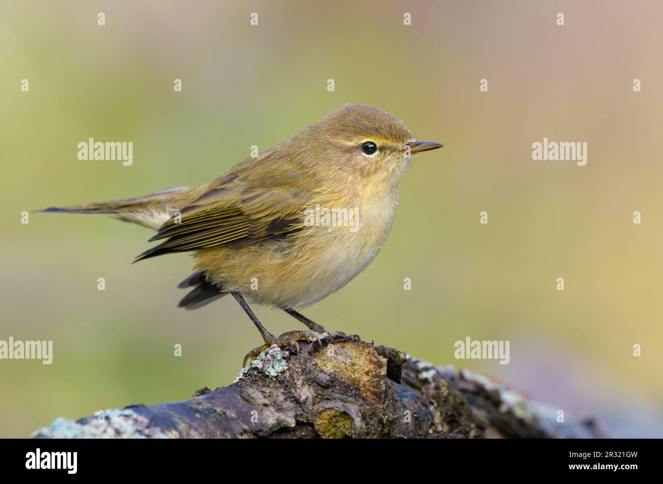 Cute Common Chiffchaff (Phylloscopus collybita) posing curiously on ...
