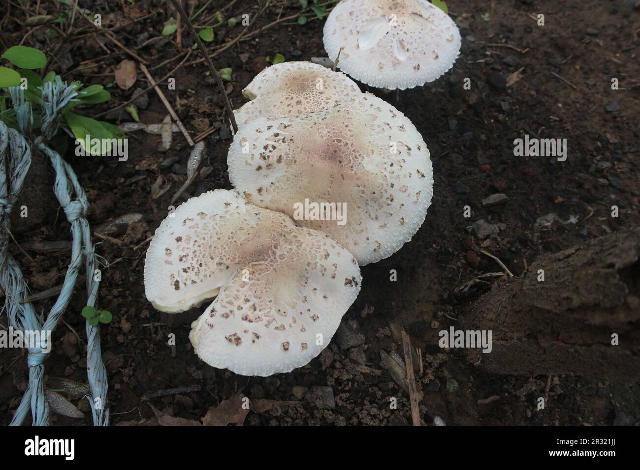 A close-up of an edible oyster mushroom from the Agaricus genus ...