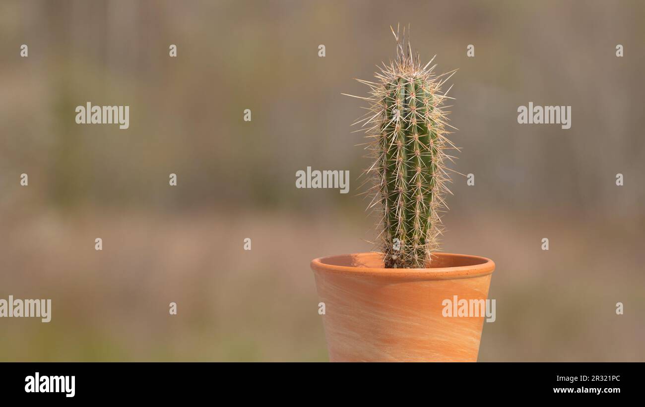 Houseplant cactus potted plant hi-res stock photography and images - Alamy