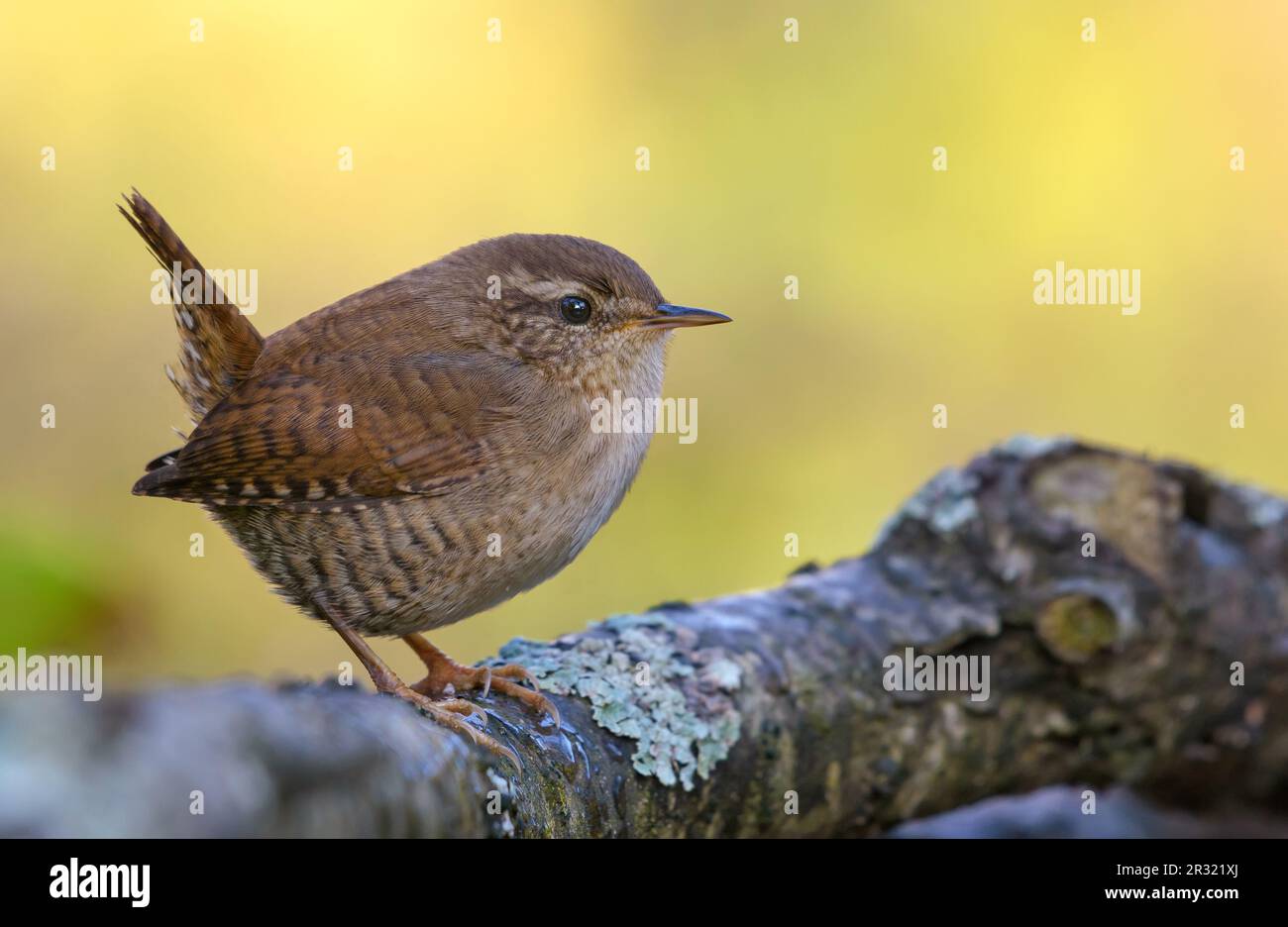 Eurasian wren (troglodytes troglodytes) great posing on lichen covered ...