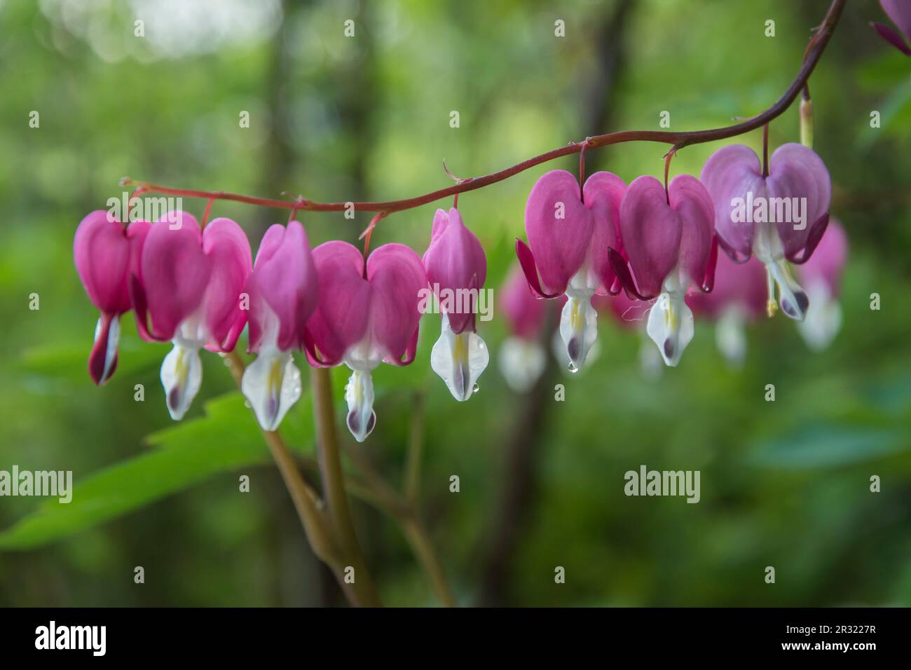 Lamprocapnos spectabilis, bleeding heart purple flower buds closeup ...
